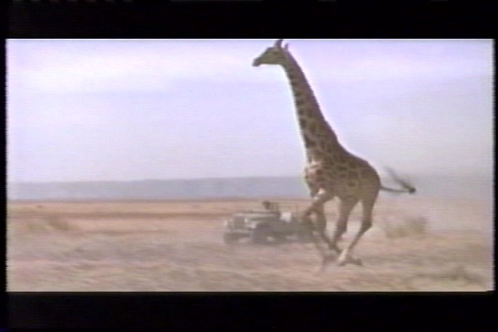 Some Large Living Animals